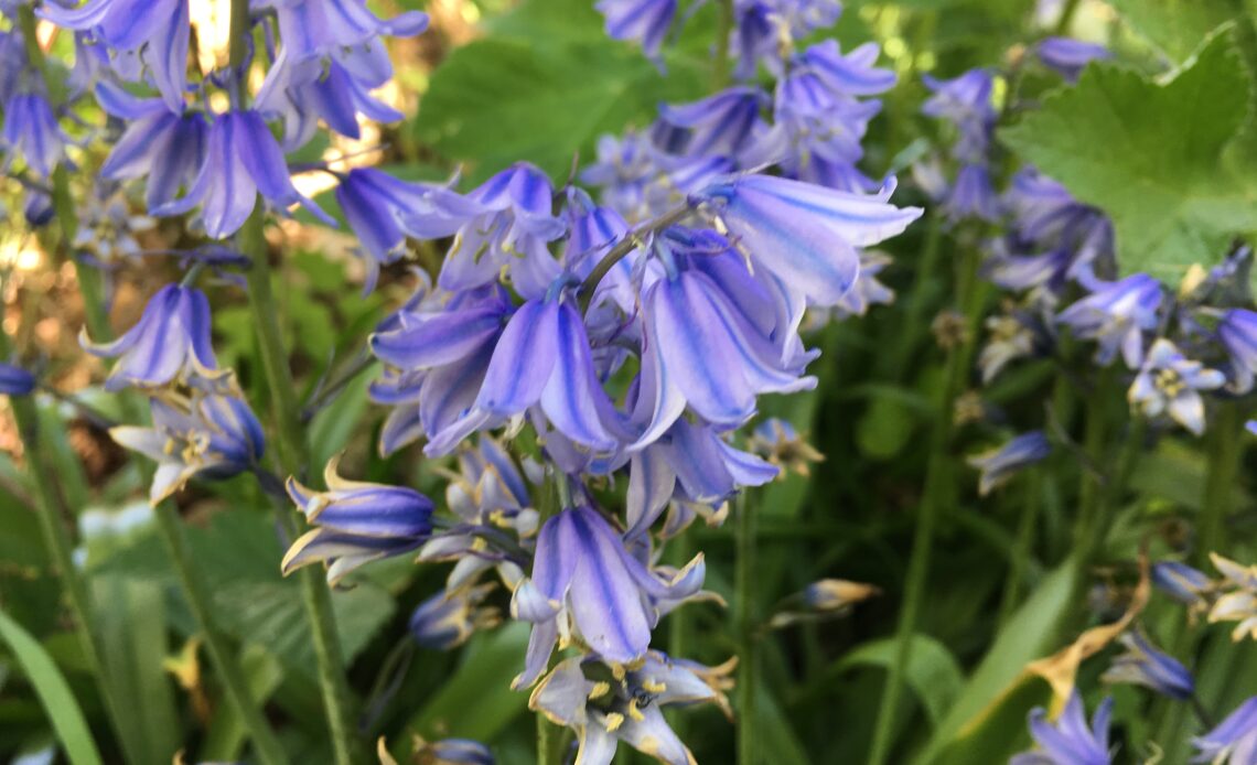 Spring, bluebells and a £5,000 fine: what every flower?loving mum needs ...